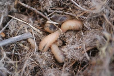 Parasitic Nest Fly Larvae | EurekAlert!