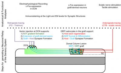 Synaptic Relay [IMAGE] | EurekAlert! Science News Releases