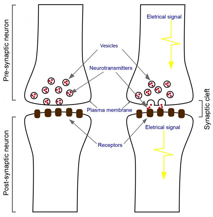 Signal Transmission at the Syn [IMAGE] | EurekAlert! Science News Releases