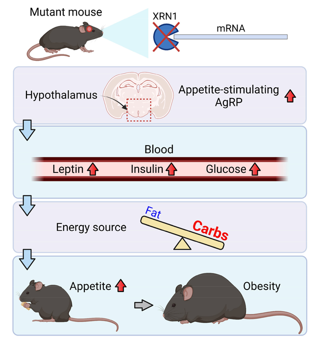 Consequences of losing XRN1 fr [IMAGE] | EurekAlert! Science News Releases