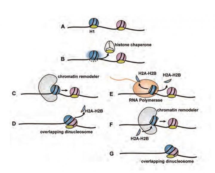 Unveiling how nucleosome repositioning occurs | EurekAlert!
