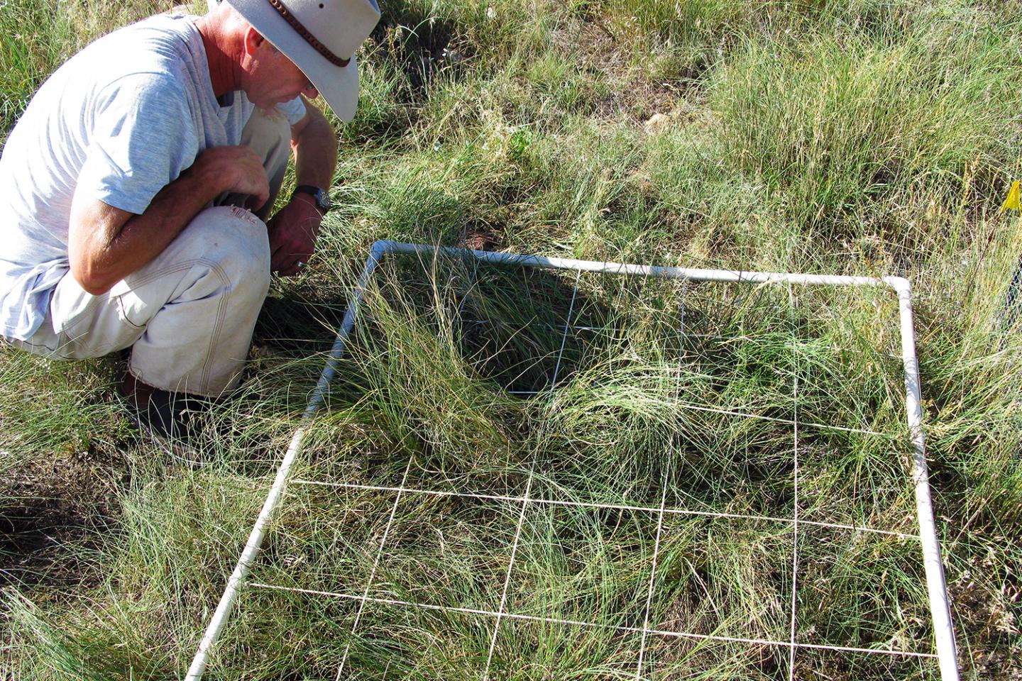 Species Counting [IMAGE] | EurekAlert! Science News Releases