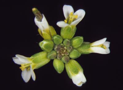 Flower Power (1 of 4) | EurekAlert!