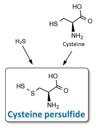 Structure of cysteine persulfi [IMAGE] | EurekAlert! Science News Releases