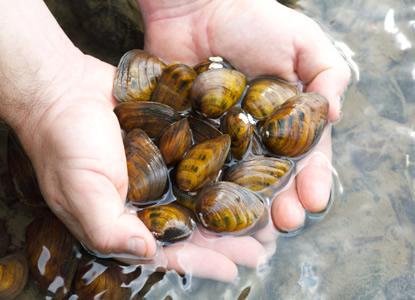 Mussels [IMAGE] | EurekAlert! Science News Releases