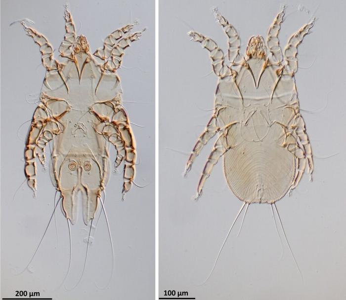 The new feather mite Metanalge [IMAGE] | EurekAlert! Science News Releases