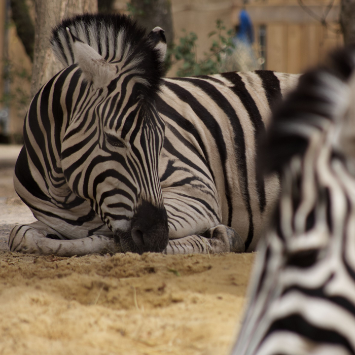 Zebra [IMAGE] | EurekAlert! Science News Releases