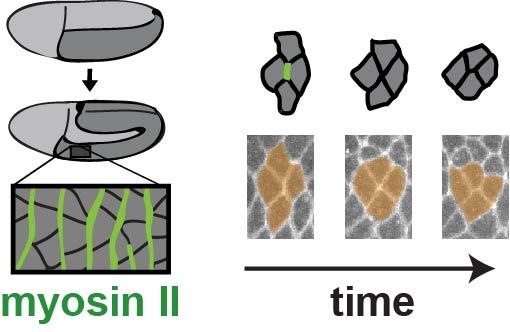 Figure 1 [IMAGE] | EurekAlert! Science News Releases