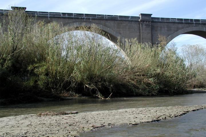 Giant reed is a photosynthetic outlier, study | EurekAlert!