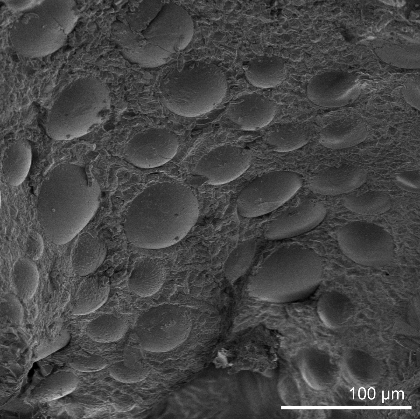 PFAS-removing Polymer [IMAGE] | EurekAlert! Science News Releases