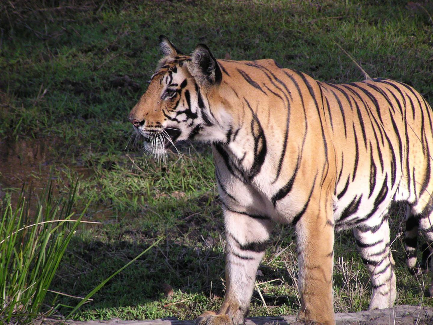 Satellite Imaging Shows Enough Forest Habitat | EurekAlert!