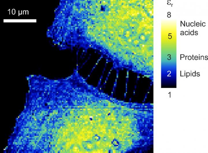 cell mapping 2 [IMAGE] | EurekAlert! Science News Releases