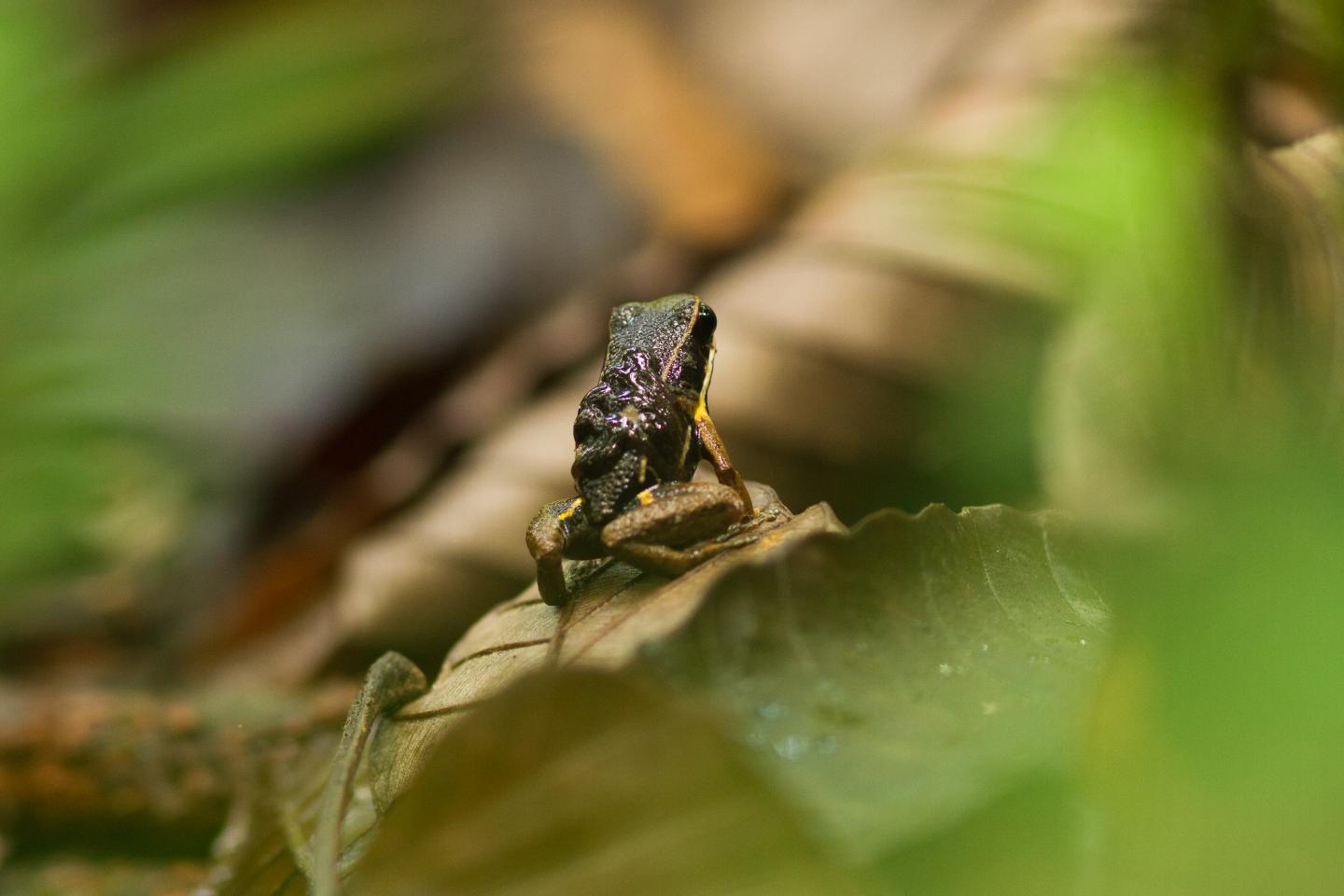 Female frogs identify own offspring using inn | EurekAlert!