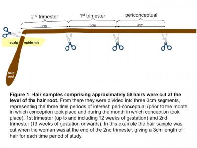 Hair Sampling Method [IMAGE] | EurekAlert! Science News Releases