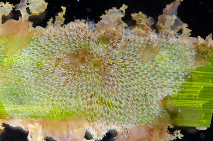 Membranipora membranacea [IMAGE] | EurekAlert! Science News Releases