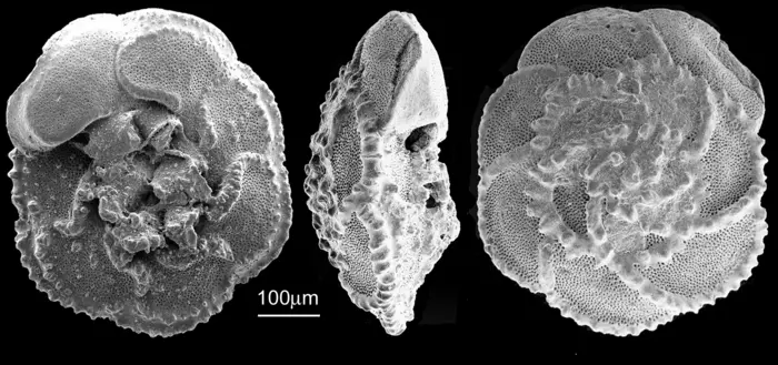 Foraminifera [IMAGE] | EurekAlert! Science News Releases