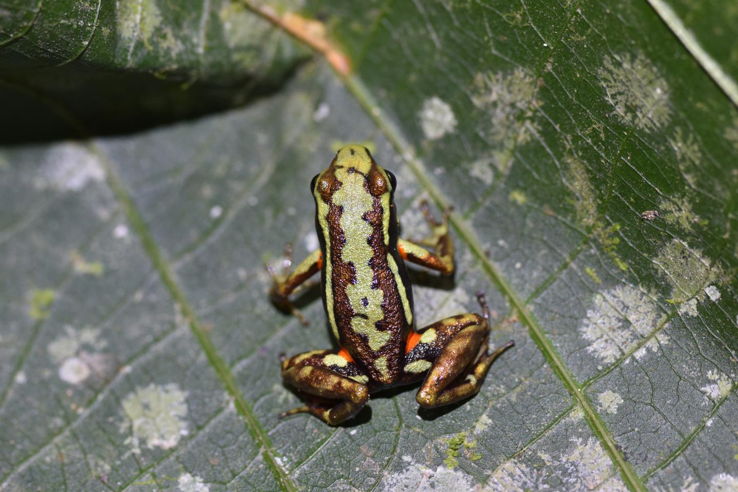 The 'Paradox' of Poisonous Frog Resistance ag | EurekAlert!