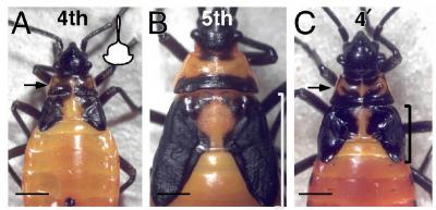 Insect [IMAGE] | EurekAlert! Science News Releases