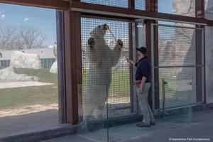 Polar bear training [IMAGE] | EurekAlert! Science News Releases