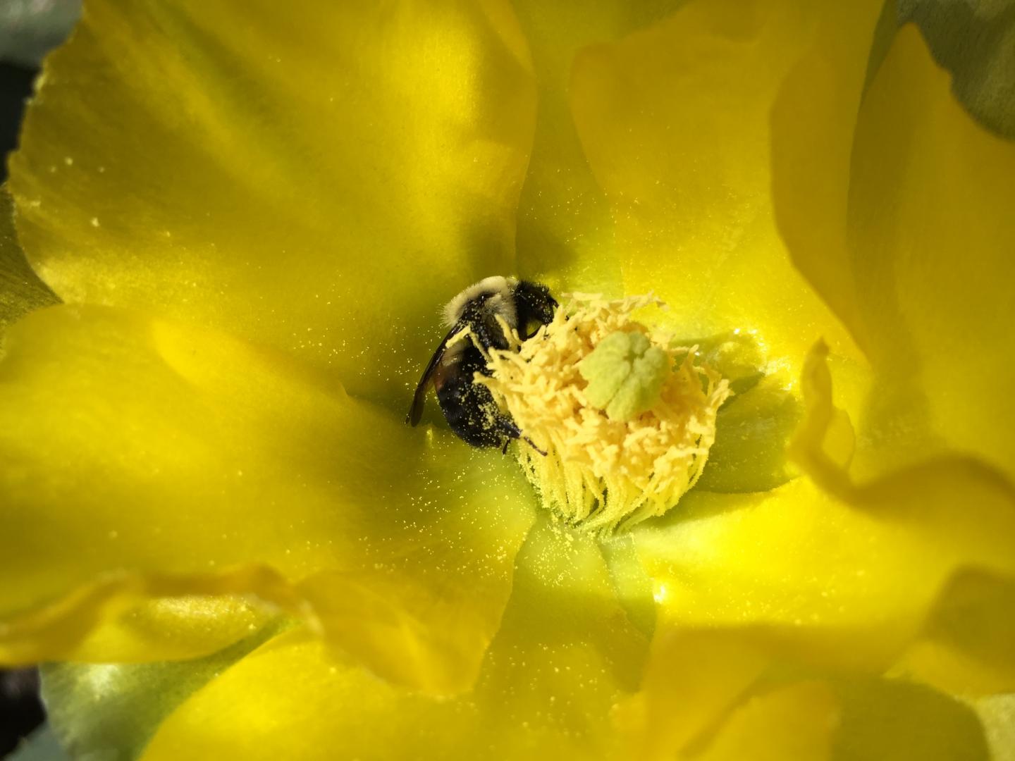 Bee on Yellow Flower [IMAGE] | EurekAlert! Science News Releases