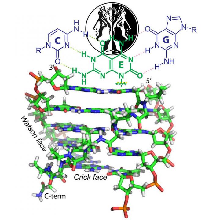 Janus bases among The Scientist's Top Innovat | EurekAlert!