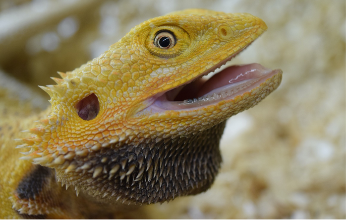 Central bearded dragon lizard [IMAGE] | EurekAlert! Science News Releases