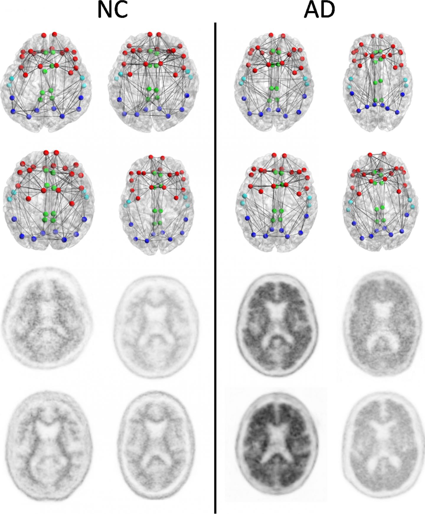 Structural Connectomes [IMAGE] | EurekAlert! Science News Releases
