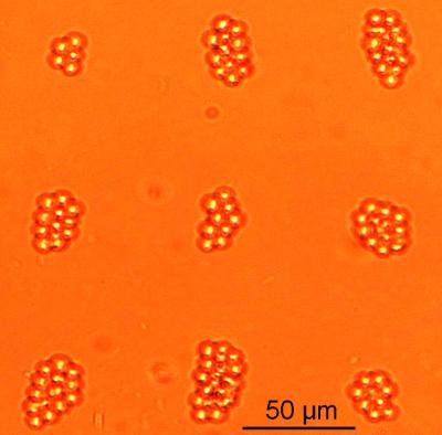 Bovine Red Blood Cells [IMAGE] | EurekAlert! Science News Releases