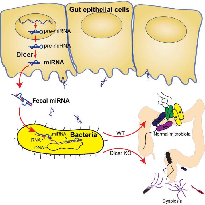 How the Host Shapes its Microb [IMAGE] | EurekAlert! Science News Releases
