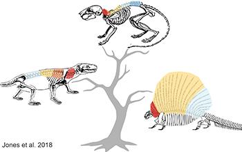 Phylogenetic Tree [IMAGE] | EurekAlert! Science News Releases