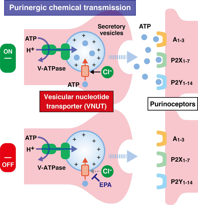Eicosapentaenoic acid reduces [IMAGE] | EurekAlert! Science News Releases