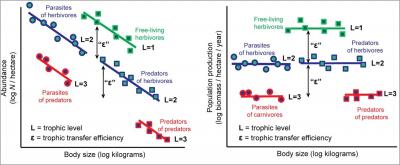 Conceptual Figure on Body Size [IMAGE] | EurekAlert! Science News Releases
