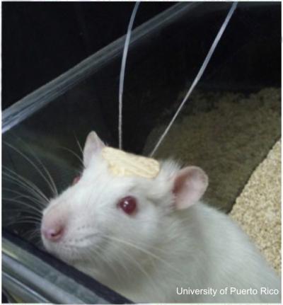 Forgetting Our Fears With BDNF [IMAGE] | EurekAlert! Science News Releases