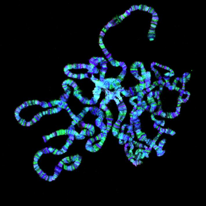 Chromocenter [IMAGE] | EurekAlert! Science News Releases