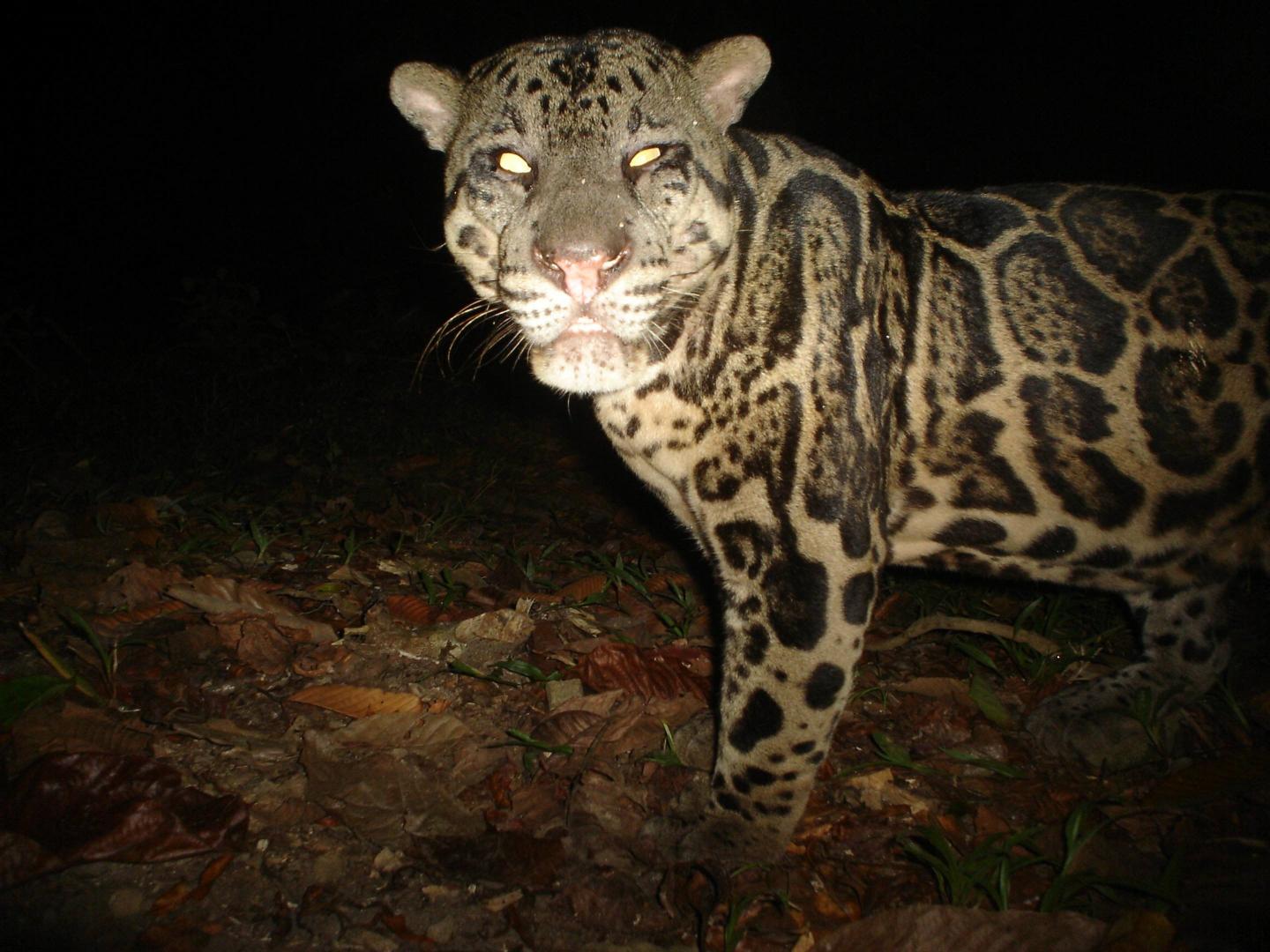 Sunda Clouded Leopard [IMAGE] | EurekAlert! Science News Releases