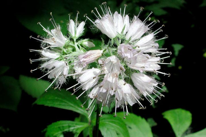 Hydrophyllum virginianum [IMAGE] | EurekAlert! Science News Releases