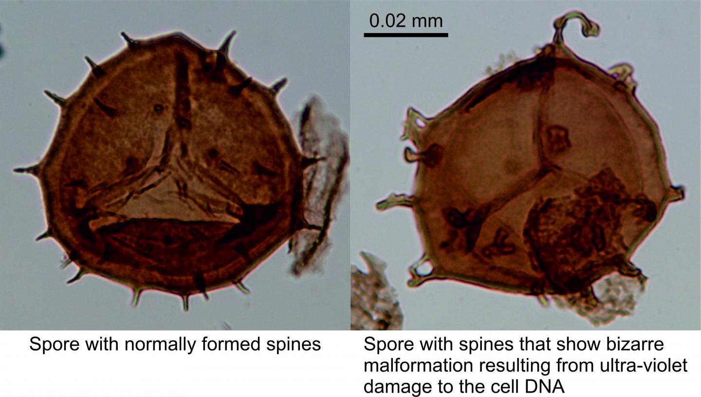 Spores comparison [IMAGE] | EurekAlert! Science News Releases