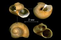 A rare snail living on wood is discovered in | EurekAlert!