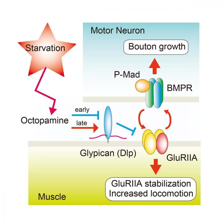 Graphical Abstract [IMAGE] | EurekAlert! Science News Releases