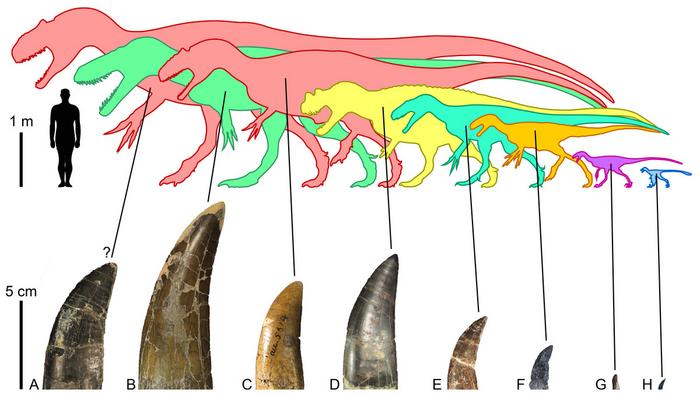 Morrison Formation theropods a [IMAGE] | EurekAlert! Science News Releases