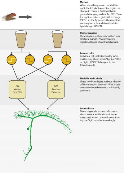 Visual System of a Fly [IMAGE] | EurekAlert! Science News Releases