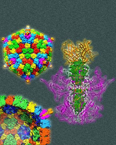 Details of a Human Adenovirus | EurekAlert!