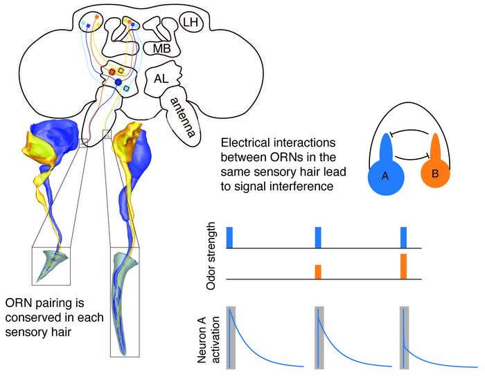 Olfactory receptor neuron pair [IMAGE] | EurekAlert! Science News Releases