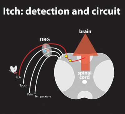 Getting to the Root of an Itch (1 of 2) | EurekAlert!