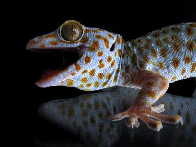 Gecko on Glass [IMAGE] | EurekAlert! Science News Releases