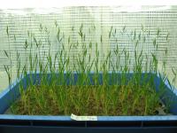RIKEN BioResource Center to provide seeds of | EurekAlert!
