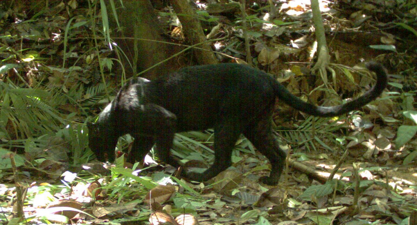 Malaysia's 'black panthers' finally reveal th | EurekAlert!