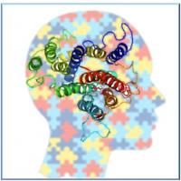 Researchers ferret out function of autism gen | EurekAlert!