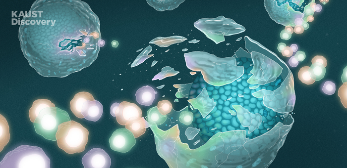 Cell mapping close to the bone [IMAGE] | EurekAlert! Science News Releases