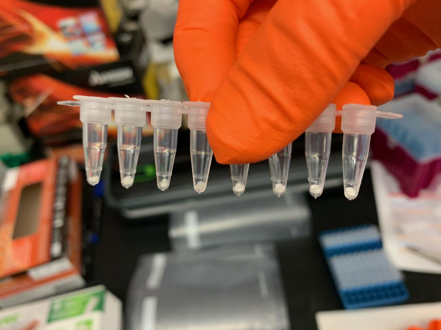 COVID-19 PCR tests can be freeze dried | EurekAlert!